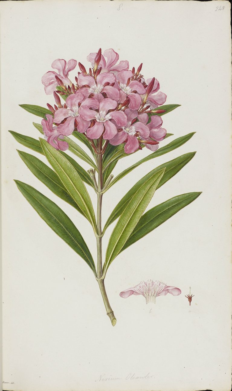 Ferdinand Bauer - Museumkijker.nl